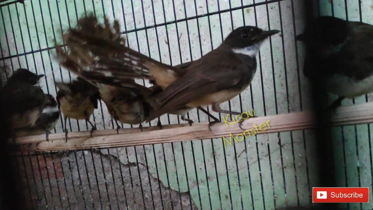 Ombyokan Burung Sikatan ( kipasan jawa) - YouTube