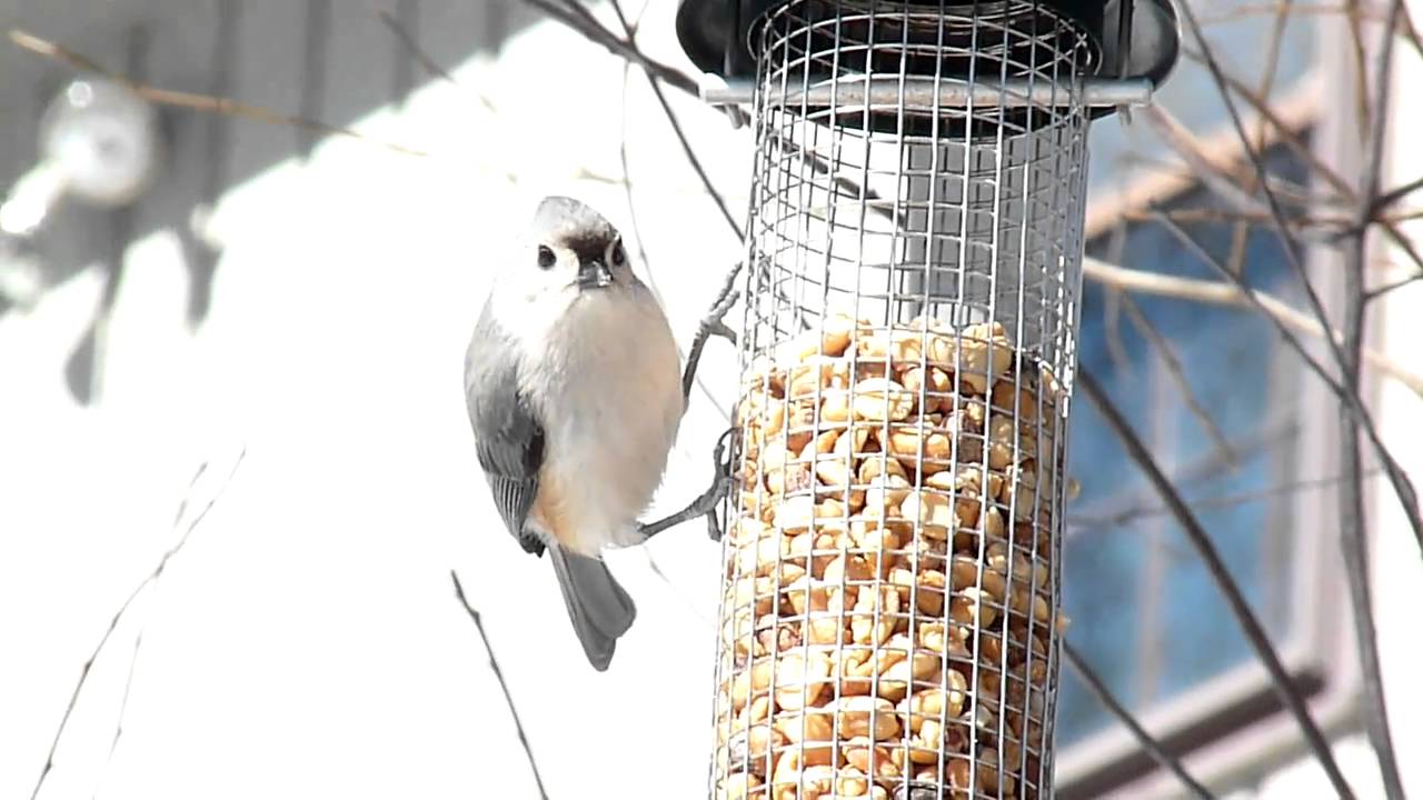 Bird Watching - Tufted Titmouse eats Peanuts - Connecticut Bird Feeding ...