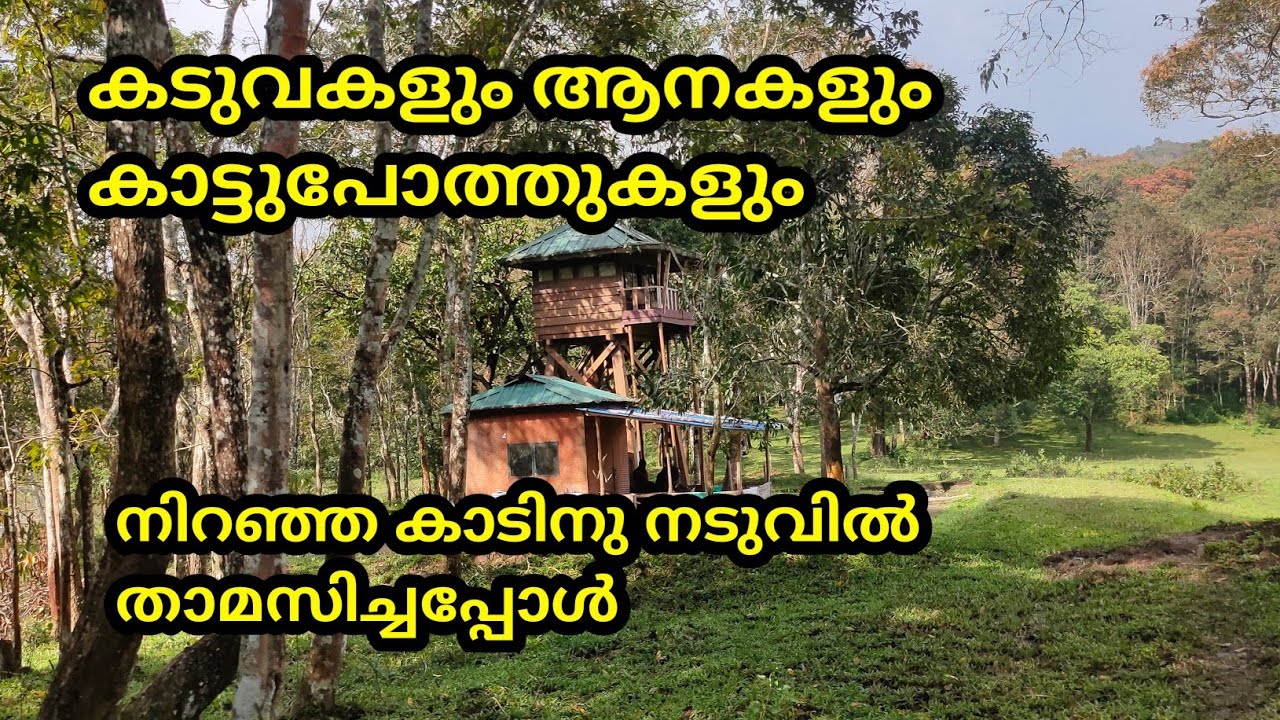 deep forest stay | periyar tiger reserve thekkady stay | watch tower ...