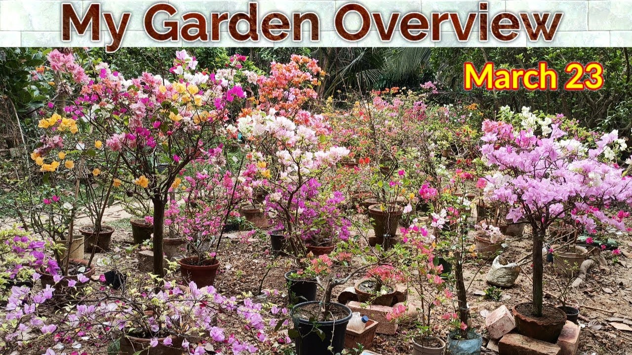My garden overview || My Garden Tour || Baganbilas|| Bougainvillea in ...