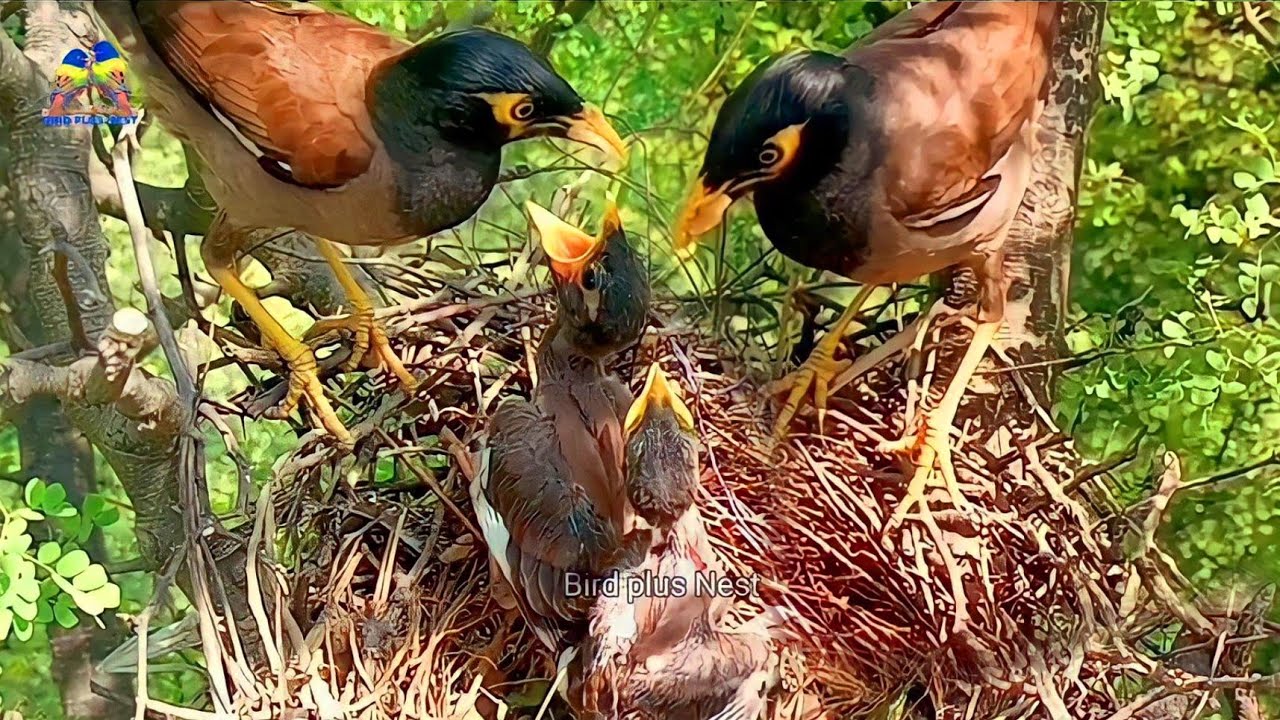 Myna parents help each other to protect babies @BirdPlusNest - YouTube