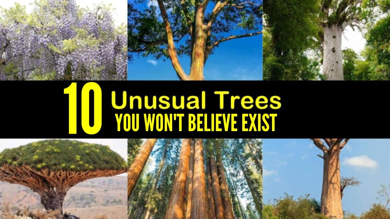 "10 Rare and Unique Trees From Around the World You Need to See" - YouTube