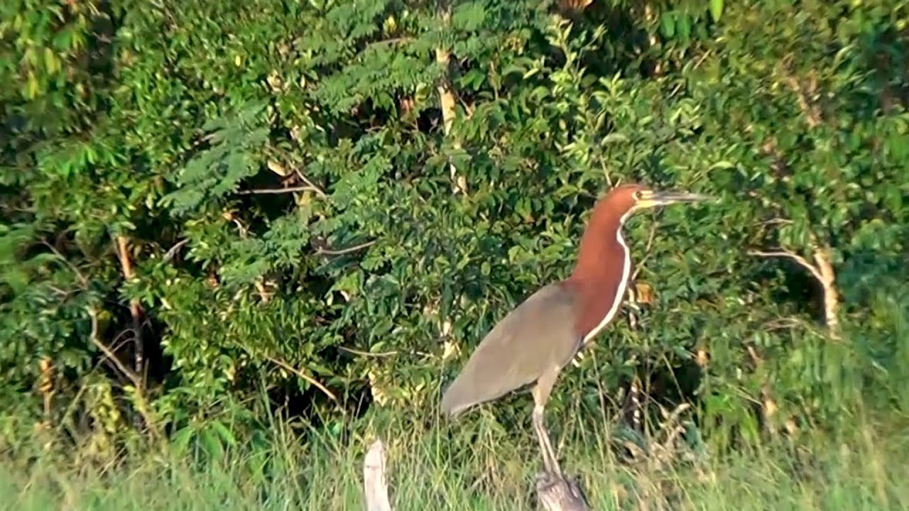 SOCÓ-BOI (TIGRISOMA LINEATUM) RUFESCENT TIGER-HERON, Socó-onça, Socó ...