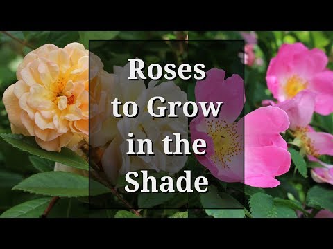 Can Roses Grow in Shade?