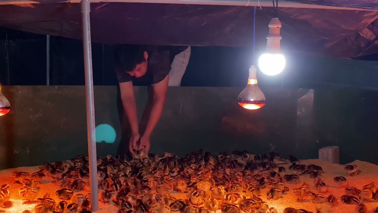 Building a Warming Area For 1,000 1-Day-Old Chickens | Tam Chicken Farm ...