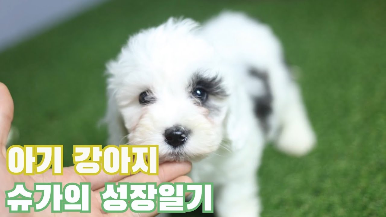 아기 강아지 슈가의 성장 일기 / WATCH MY PUPPY GROW | MINI SHEEPADOODLE - YouTube