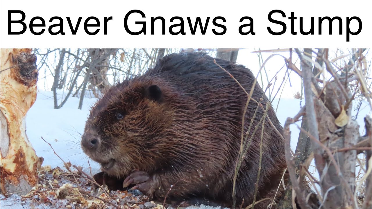Check Out This BEAVER Gnawing on a Tree Stump - YouTube