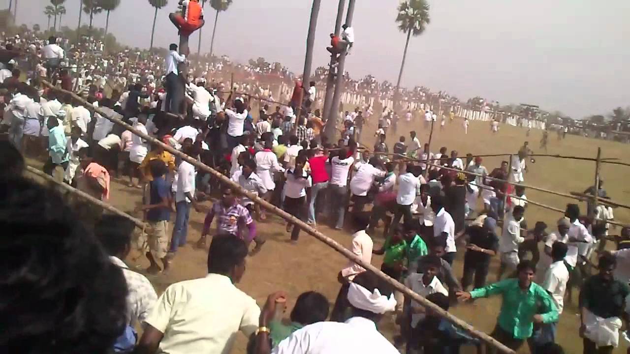 Siravayal Jallikattu - YouTube