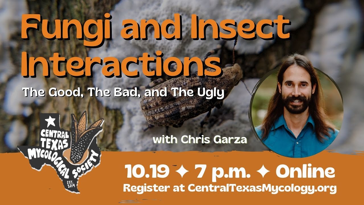 Fungi and Insect Interactions: The Good, The Bad, and The Ugly - YouTube