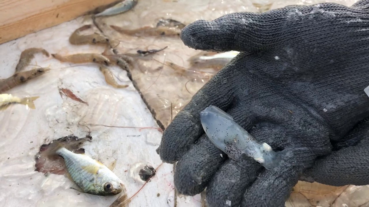 Shrimp Trawl Part 3–Identifying Specimens From the Second Pull - YouTube