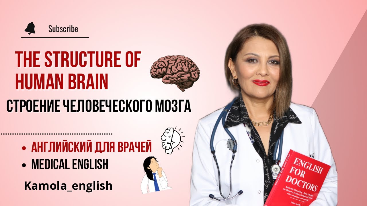 Головной мозг. Строение | Brain. Structure/ Английский для врачей ...