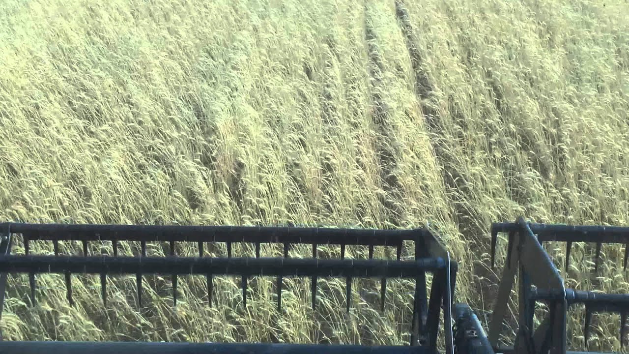 SANTFA DISC TRIAL ROOTBOOT RAZOR - YouTube