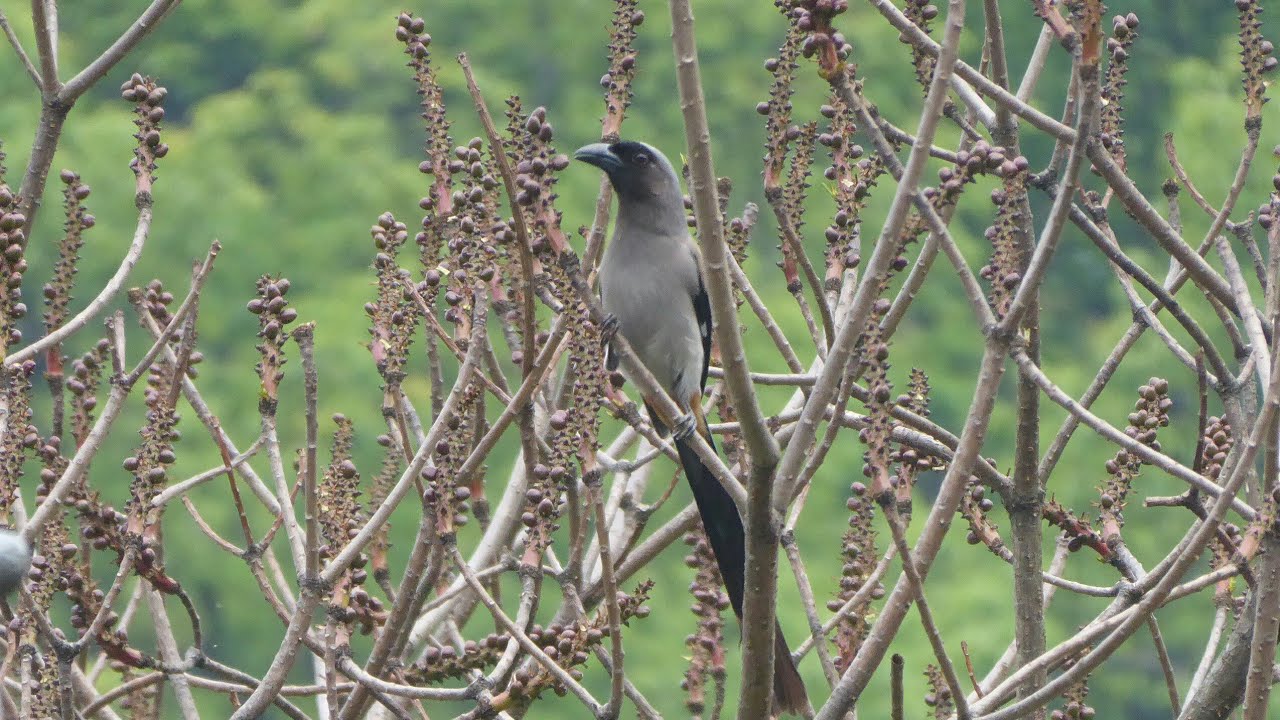 Birds in nepal - Grey treepie - nepali name - kokale ( Birds in nepal ...