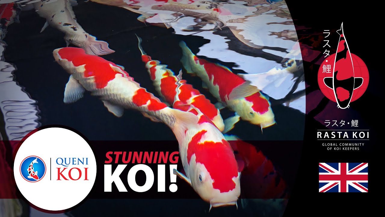 Queni Koi Day Stunning Koi - South Japan to Leicestershire, UK - YouTube