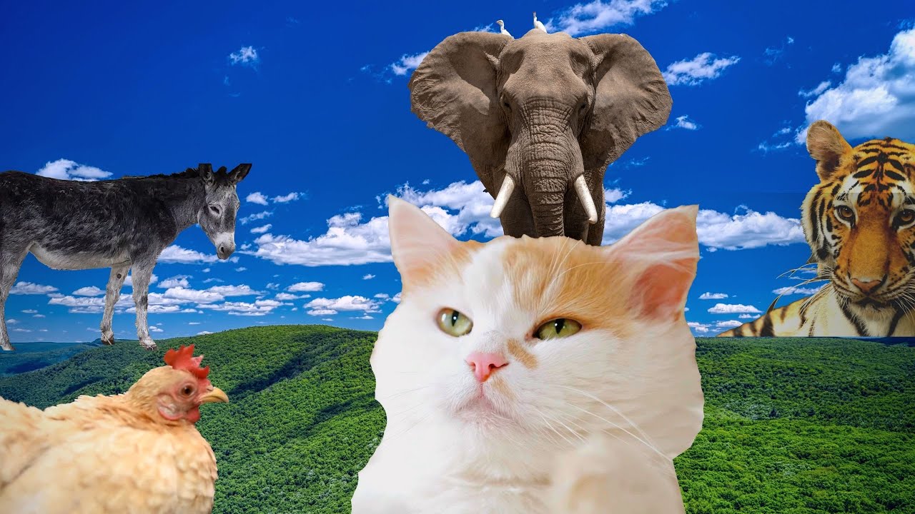 Sounds of farm animals: cow, chicken, sheep, goat, goose, pig, duck ...
