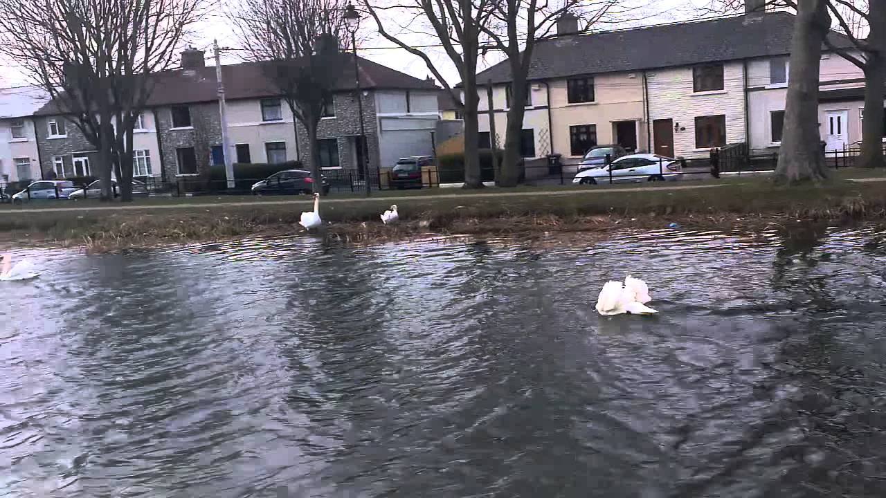 Weird Swan Dublin Canal 07/04/2013 - YouTube