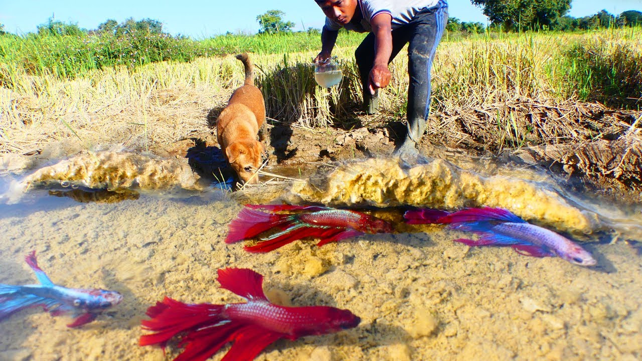 amazing! found a lots of good meta fish at rice field and catch for ...