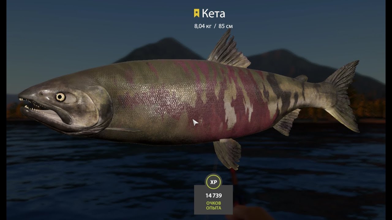 Russian Fishing 4 - Yama River, Chum Trophy 21.02.2024 - YouTube