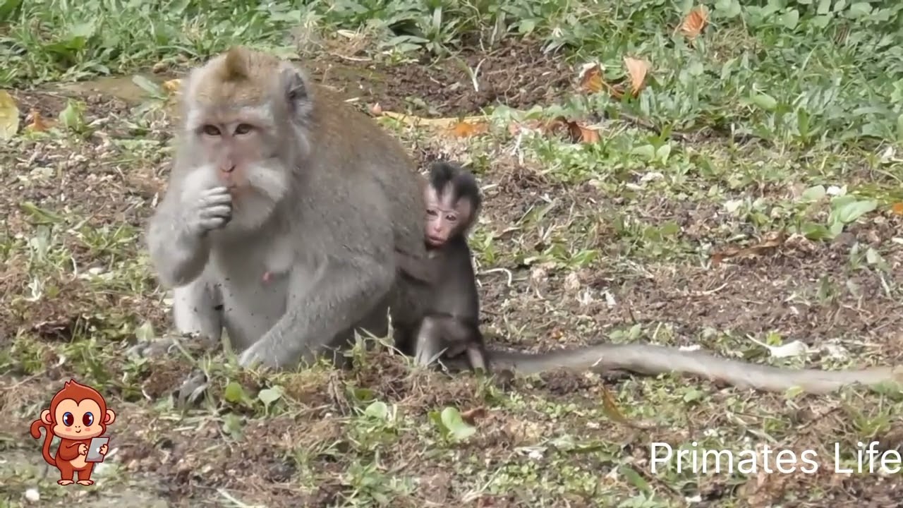 Mother monkey and her baby | Primates Life - YouTube