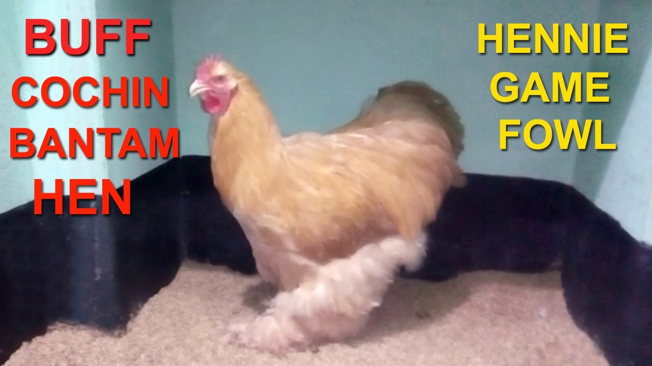 Buff Cochin Bantam Hen and Hennie Game Fowl of My Farm - YouTube