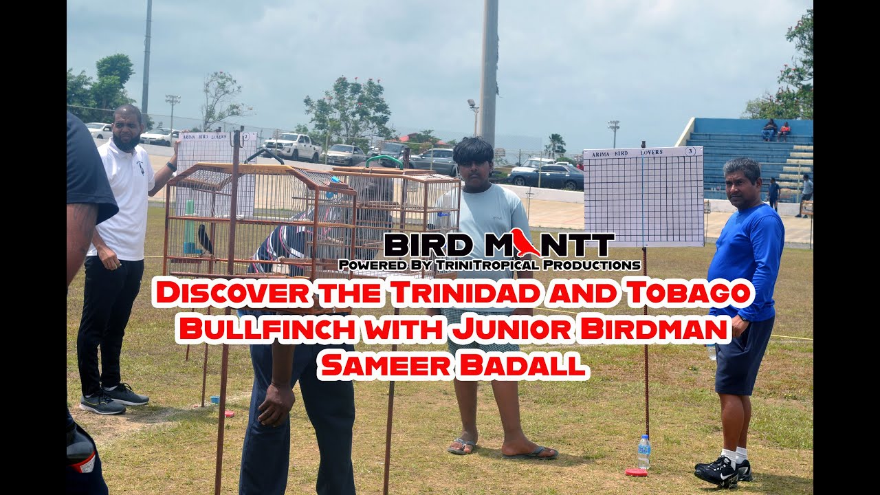 "BirdmanTT Episode 5 The Bullfinch of Trinidad with Sameer 🌍Bullfinch ...