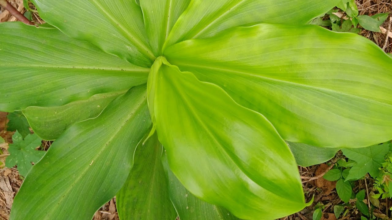 Lilus Kichen Vlog is live insulin plant - YouTube