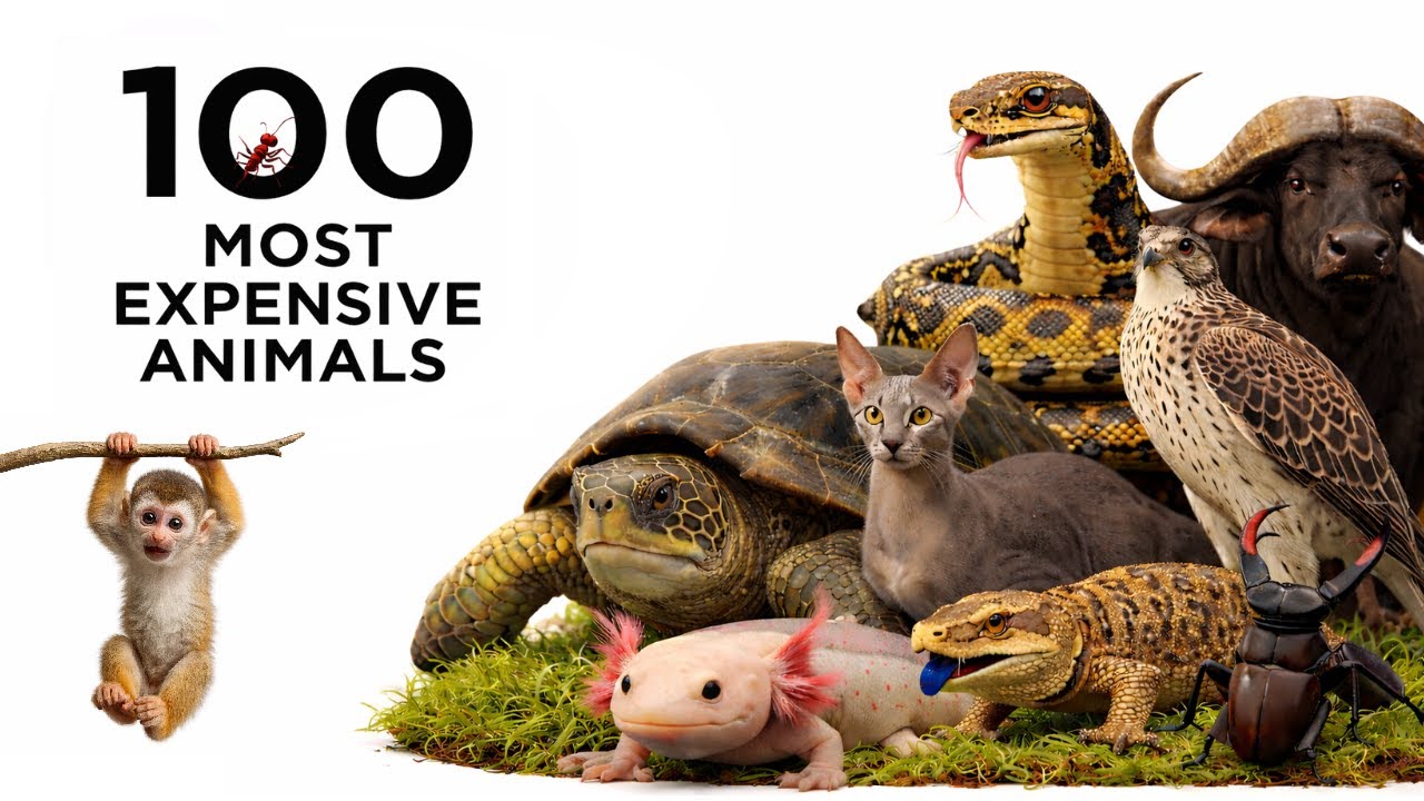 Most Expensive Animal $150,000,000 - YouTube