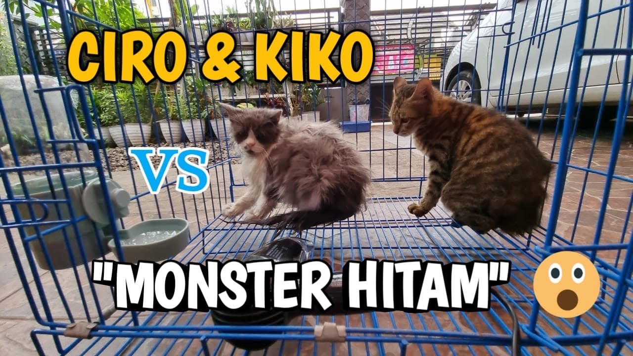KUCING LUCU CIKO LAWAN .............!!? TONTON SAMPE ABIS. - YouTube