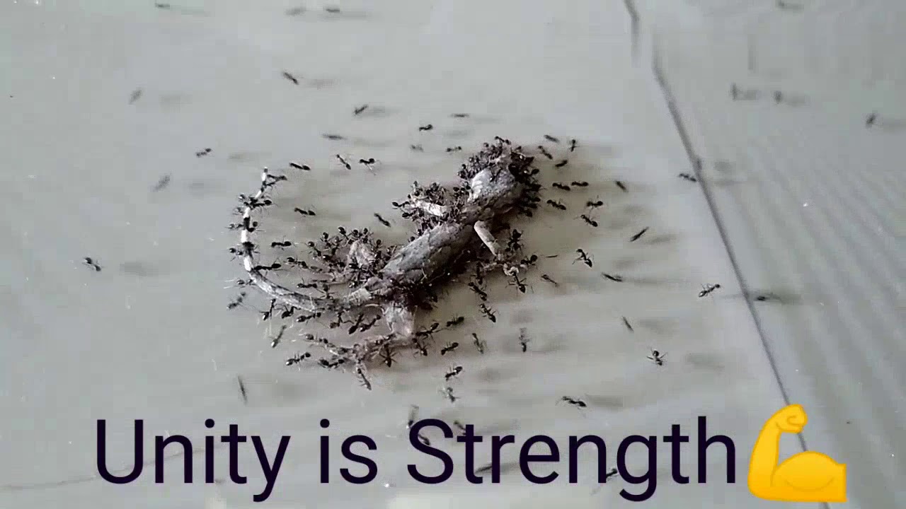 Ant Power|| 🐜|| Ant Society||Unity is Strength💪💪💪|| - YouTube
