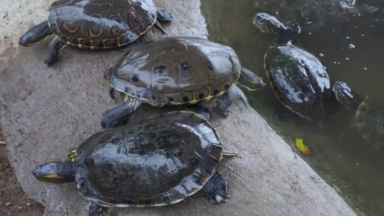 Sea turtles basking at Centro Mexicano de la Tortuga, Mazunte - YouTube
