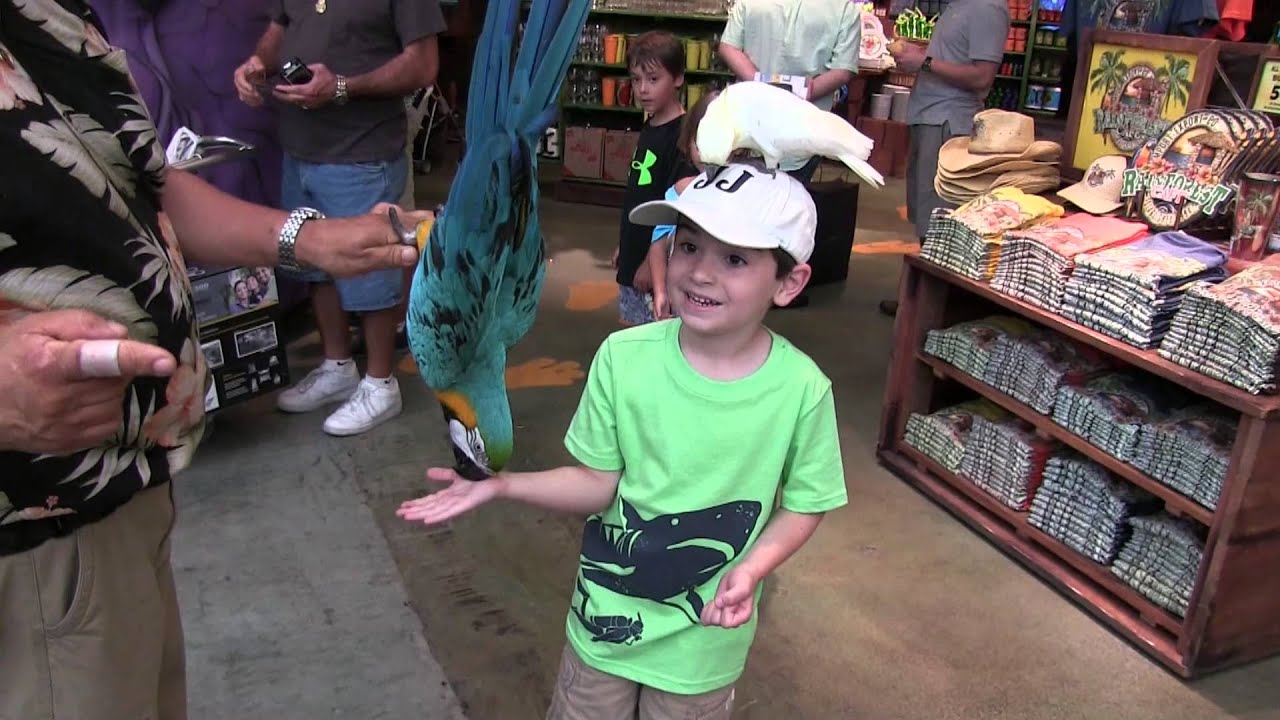 Rainforest Cafe Sawgrass Mall at Michelle Bishop blog