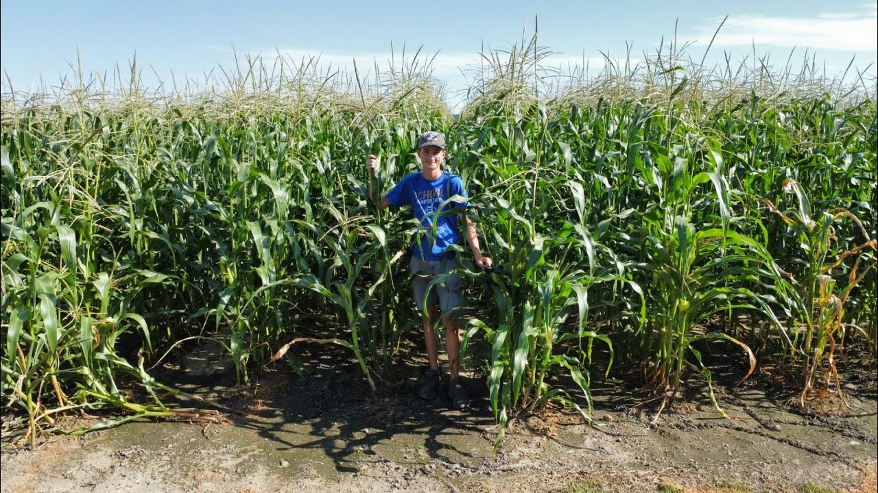 Watering sweet corn pt 2 - YouTube