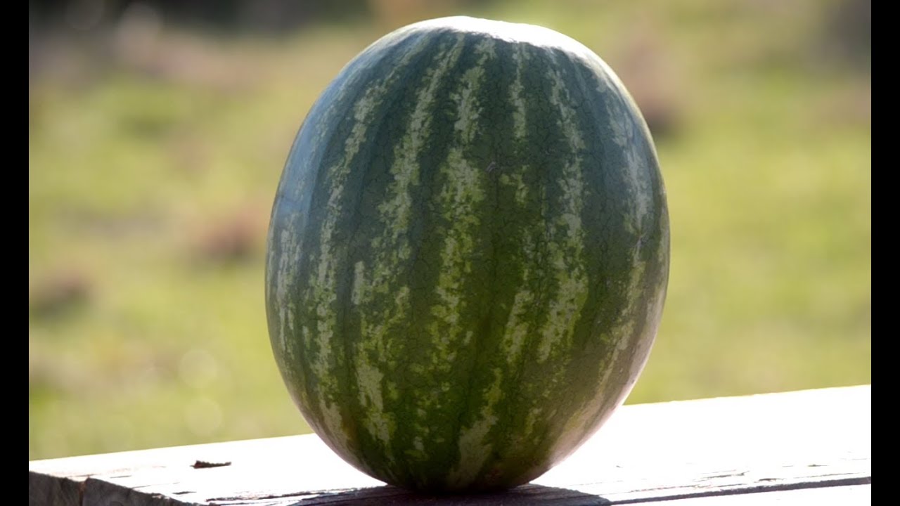 G2 RIP Ammo 9mm & .380 Auto! - YouTube