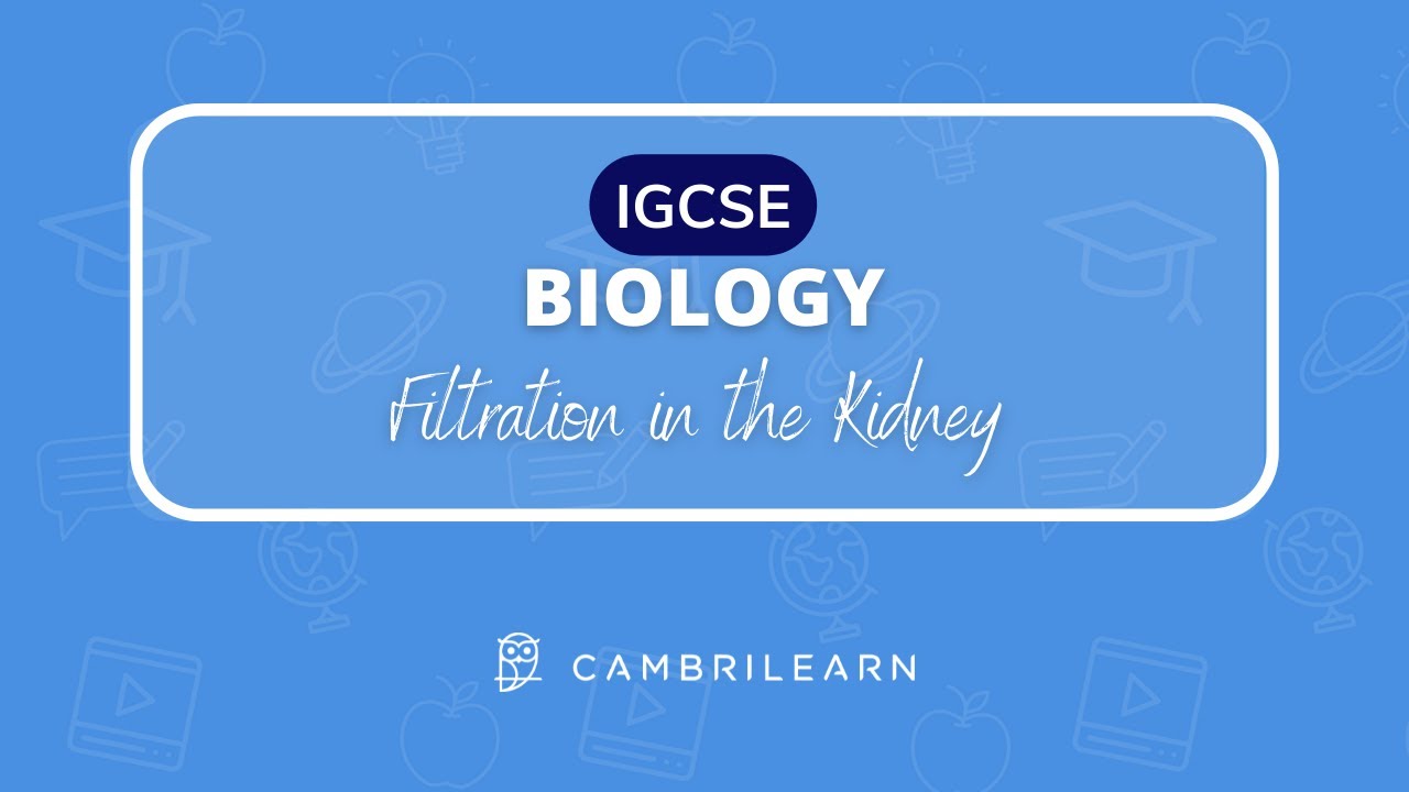 How Filtration in the Kidney Works - IGCSE Biology - YouTube