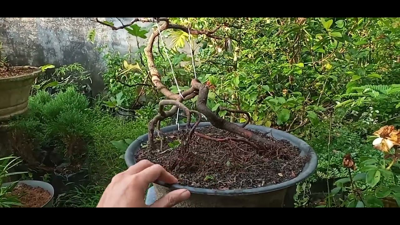 Bonsai Asem Jawa - YouTube