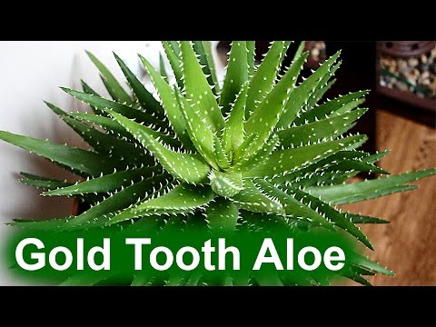 Gold Tooth Aloe & CNE 2015 - YouTube