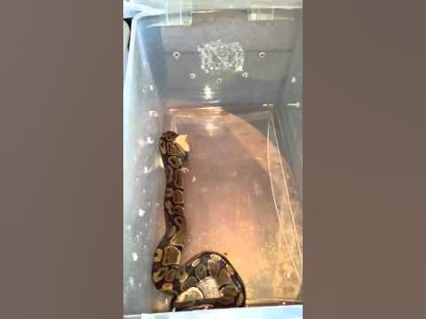Chicken vs Ball Python - YouTube