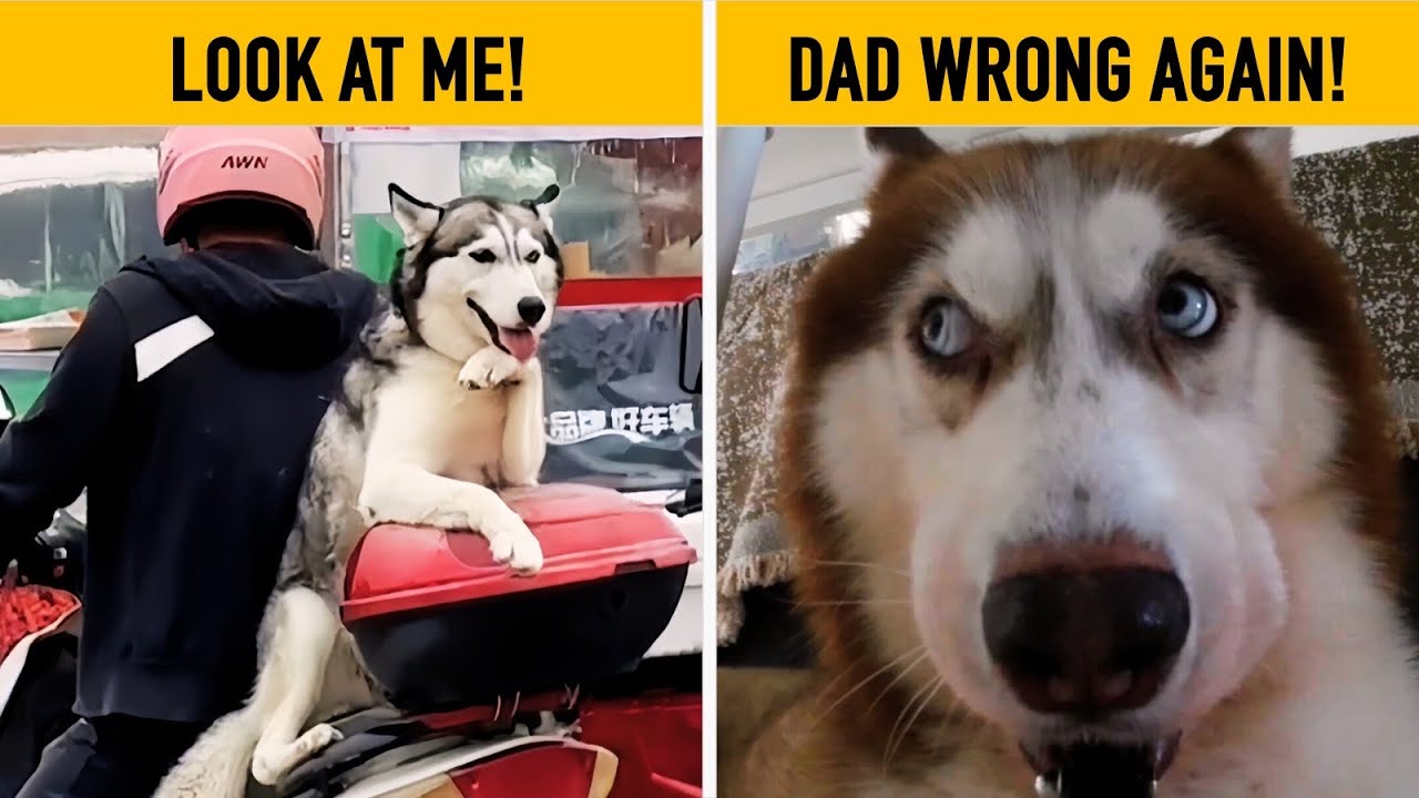 Hilarious Photos of Dogs |Try Not To Laugh At Funny Photos - YouTube