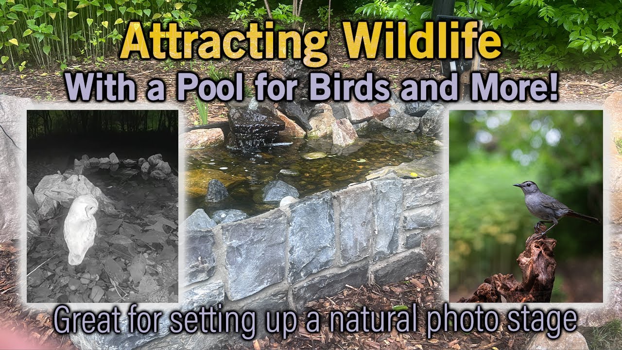 Wildlife Pool for Birds, Photography and More - YouTube