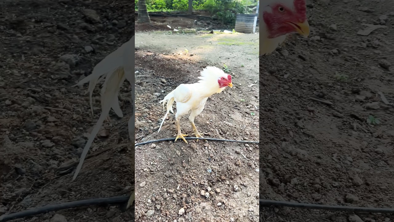 It's time for fgf - YouTube