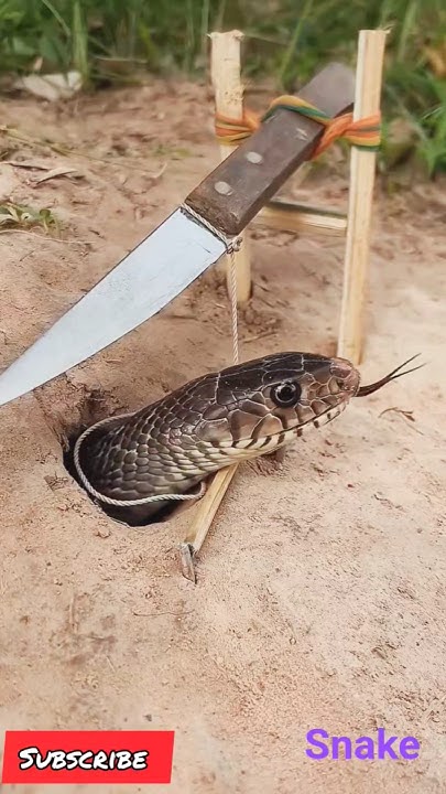 Big Snake Trap || Python Snake #snake - YouTube
