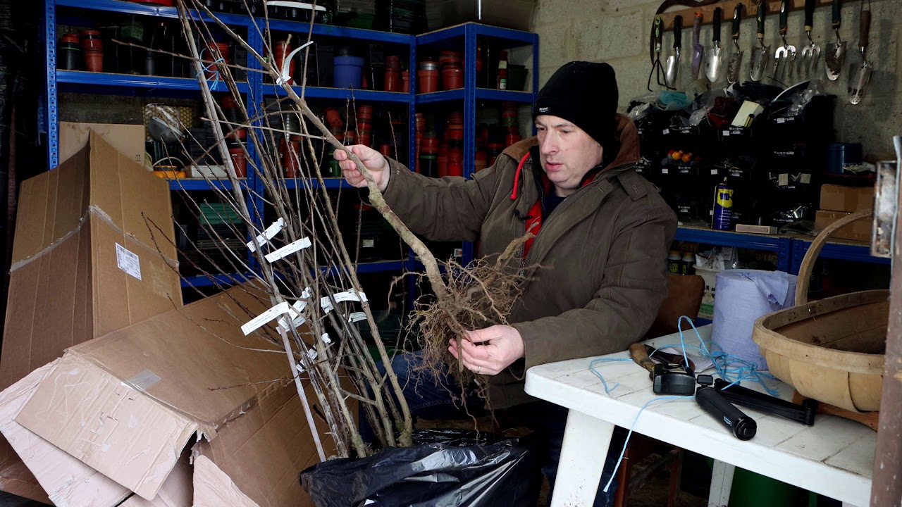 Planting bare root cherry trees | UFO cherry training - YouTube