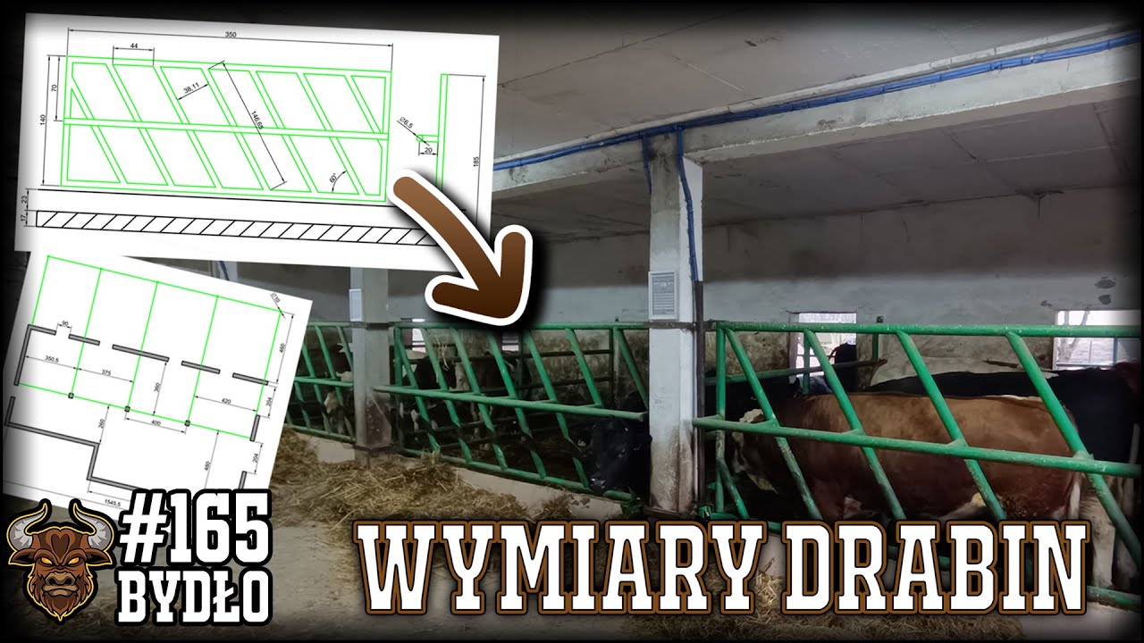 #165 Bydło opasowe - Wszystko o naszej oborze! Wymiary kojców dla bydła ...