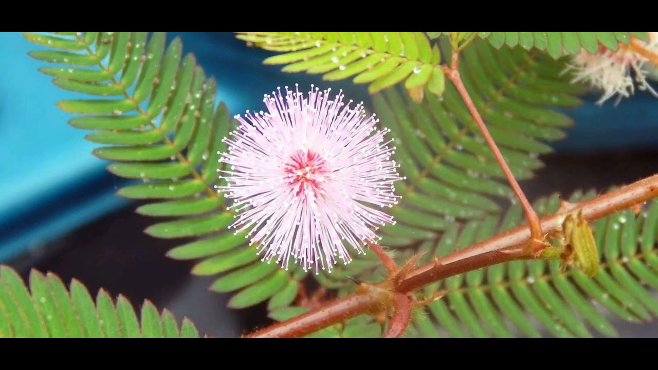 Touch me not Meme - YouTube