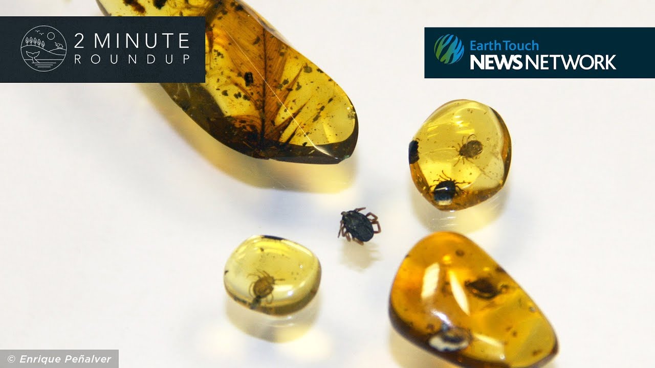 The best fossil finds of 2017 - YouTube