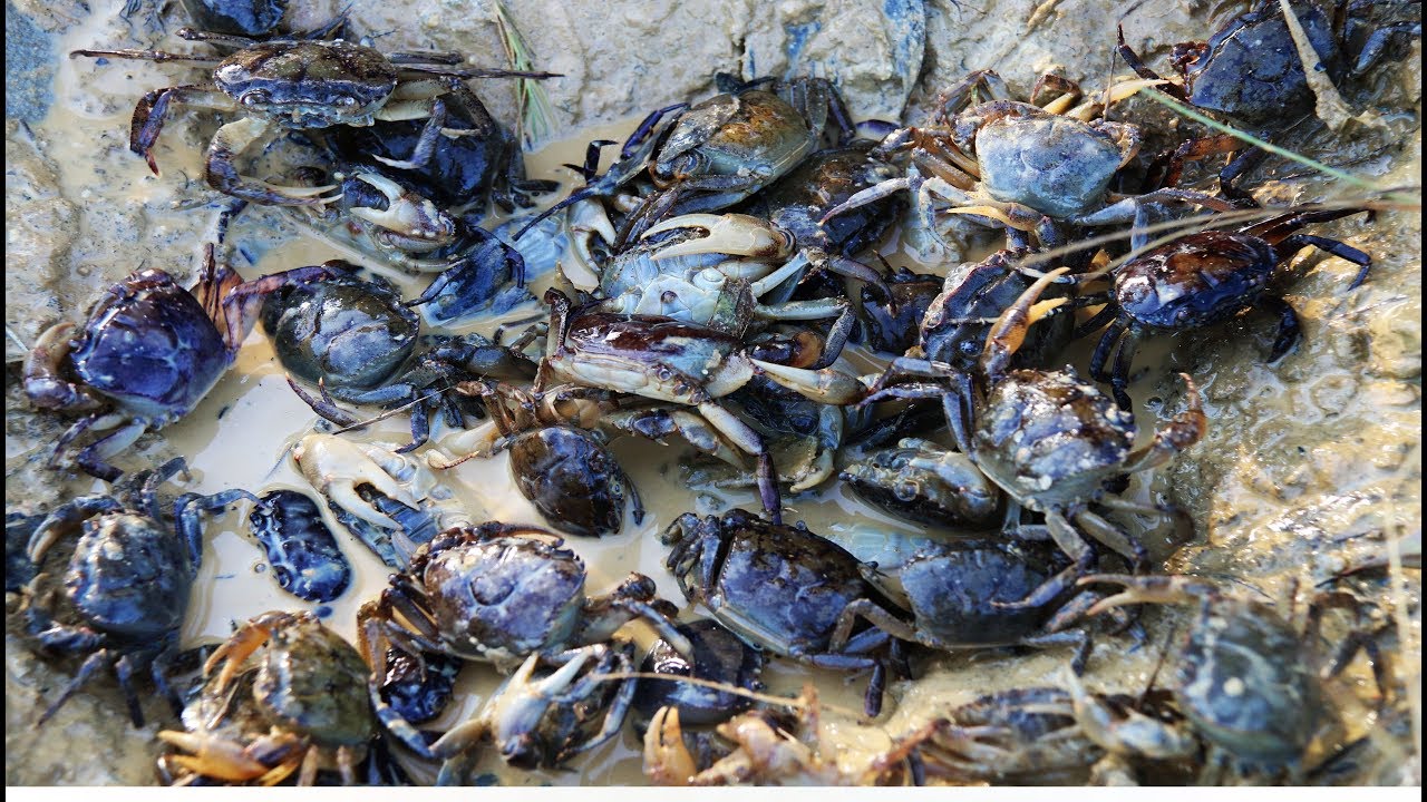 Catch A Lot of Crab After Raining in The Rice Field By Hands - YouTube
