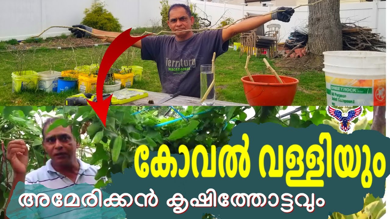 American കോവൽ കൃഷി Tips, Ivy Gourd Tindora KOVAL, KERALA STYLE ORGANIC ...