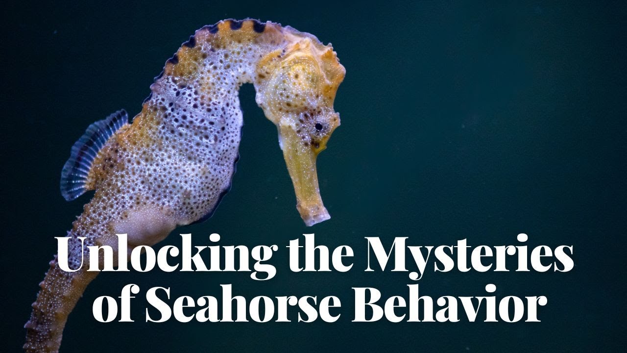 Unlocking the Mysteries of Seahorse Behavior: Prepare for a Wild Ride ...