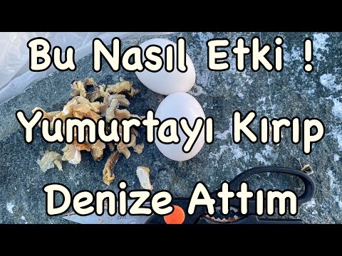 A 101 den Uskumru aldım balık yemi yaptım !!!Yumurtayla balık avı !