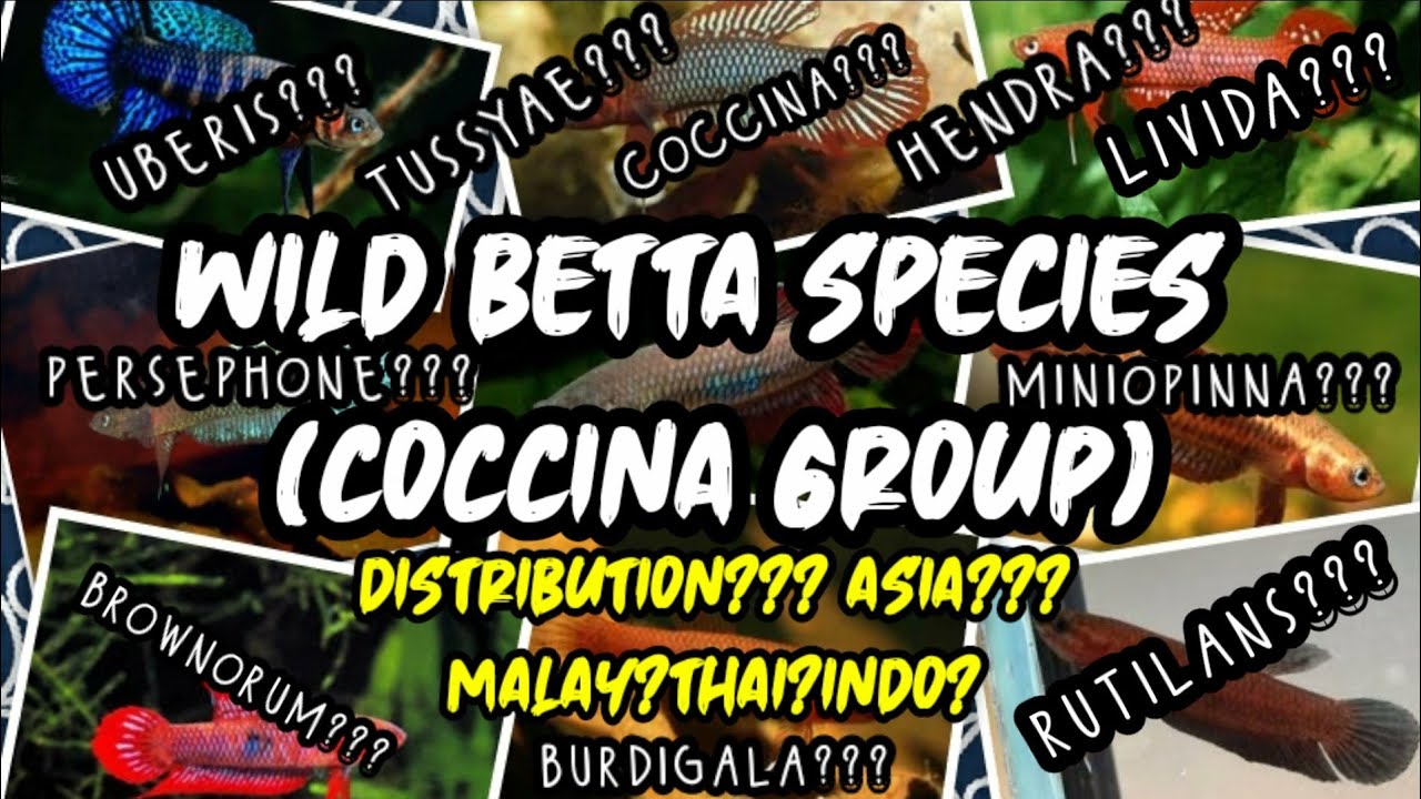 Betta Coccina Group (Wild Betta Species) | WILD BETTA - YouTube